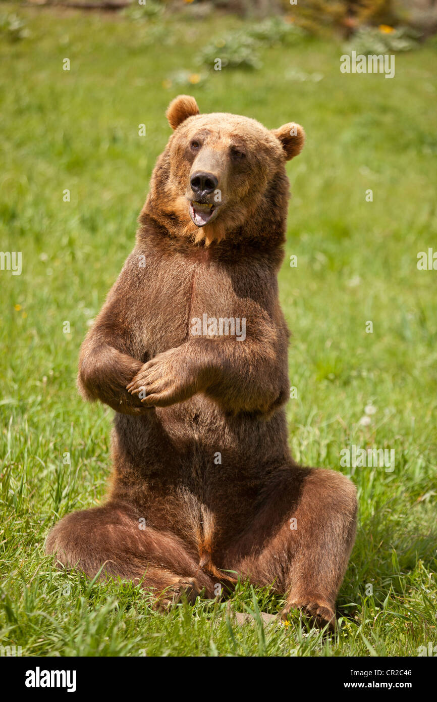 Ursus arctos horribilis, Grizzly bear Stock Photo - Alamy