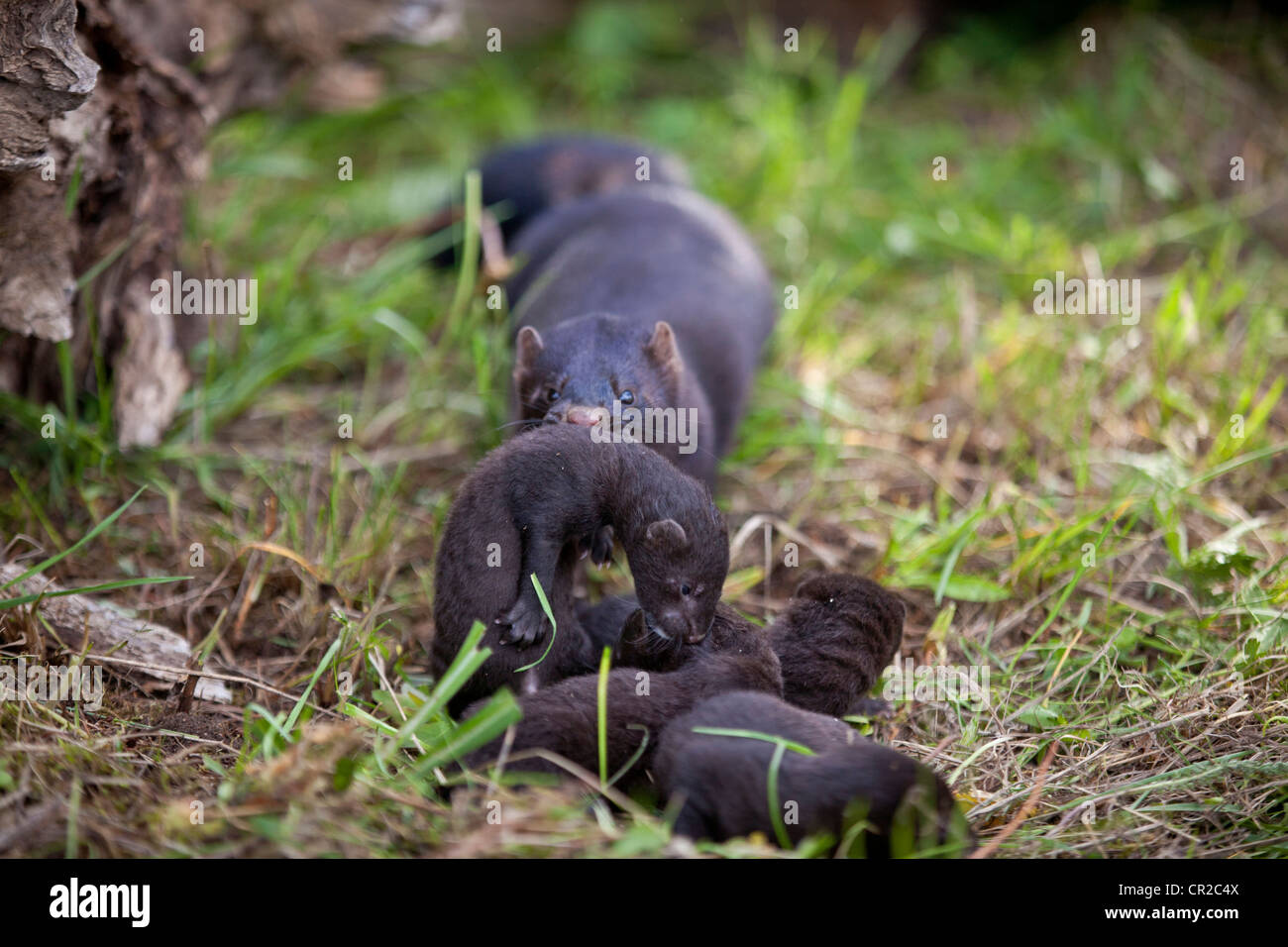 American Mink mother and babies Stock Photo - Alamy