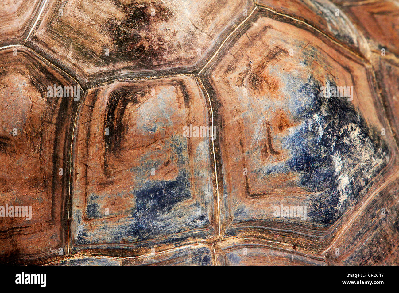 Armour of the big overland turtle Stock Photo - Alamy