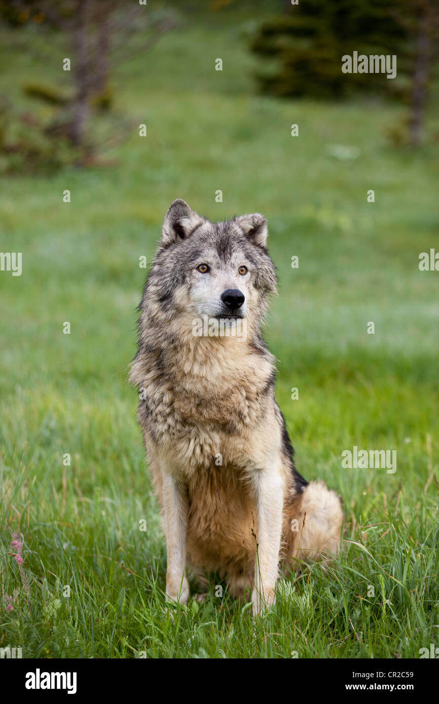 Timber wolf hi-res stock photography and images - Alamy