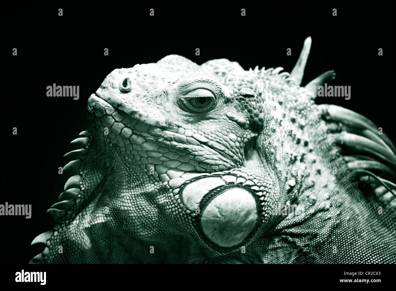 Portrait of a lizard close-up in zoo. Bali. Indonesia Stock Photo - Alamy