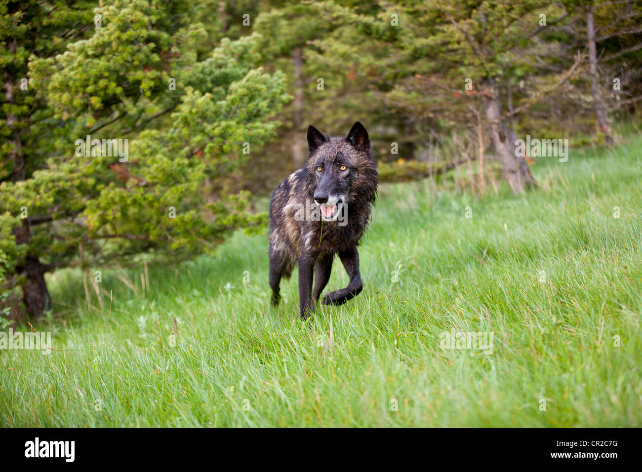Gillian merritt hi-res stock photography and images - Alamy