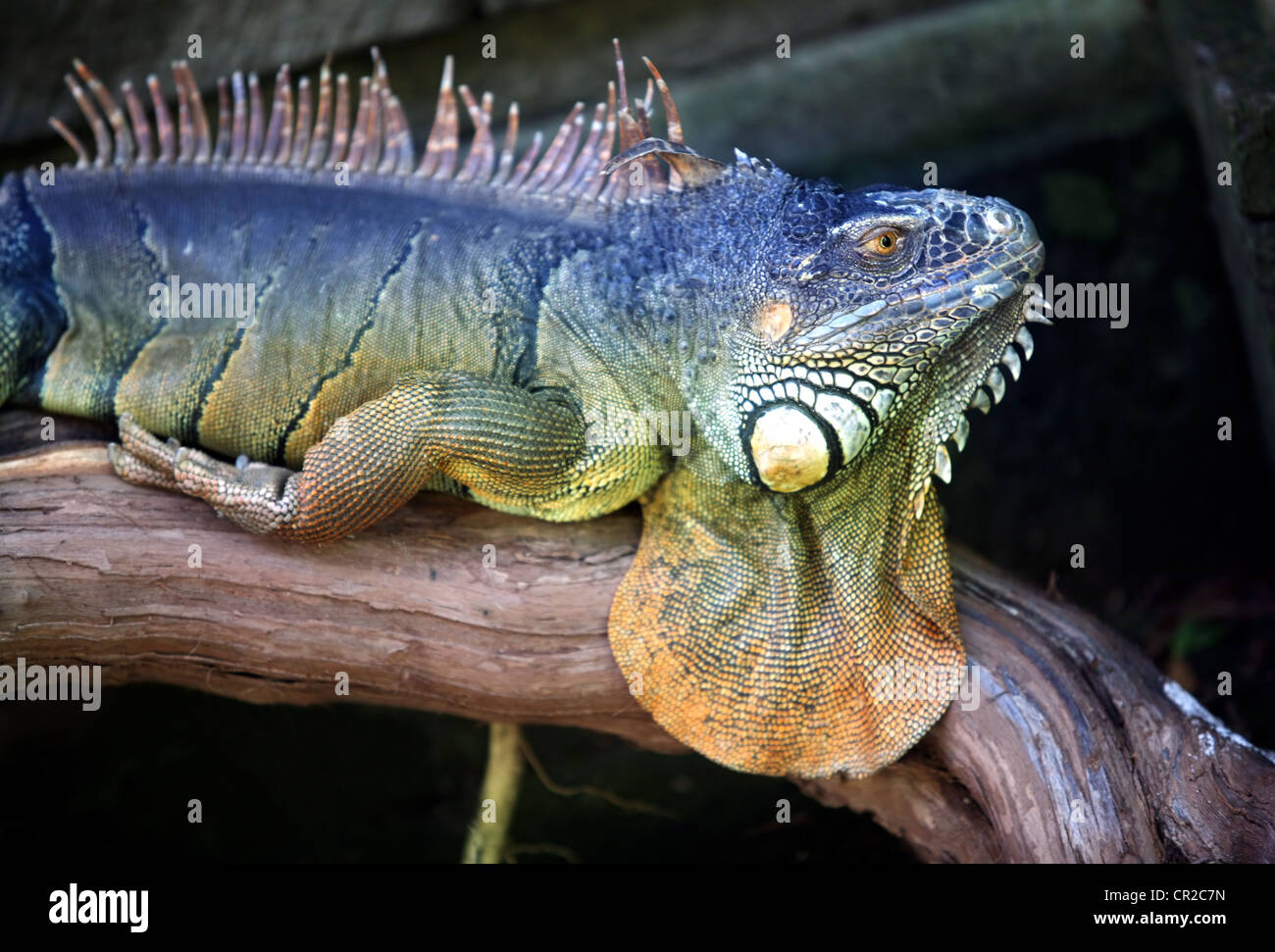 Portrait of a lizard close-up Stock Photo - Alamy