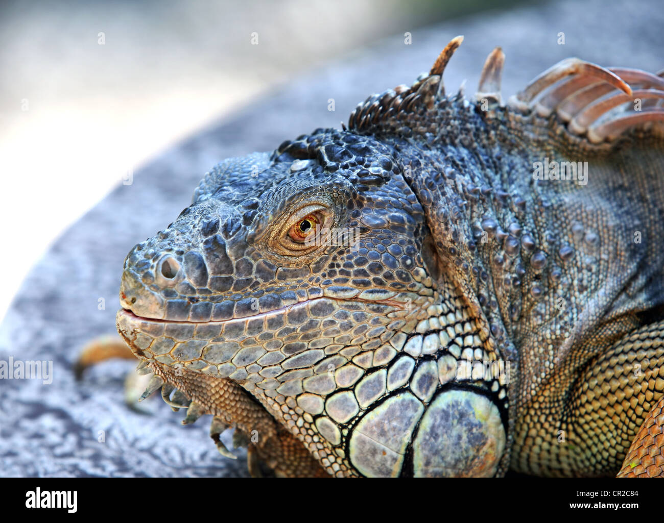 Portrait of a lizard close-up in zoo. Bali. Indonesia Stock Photo - Alamy