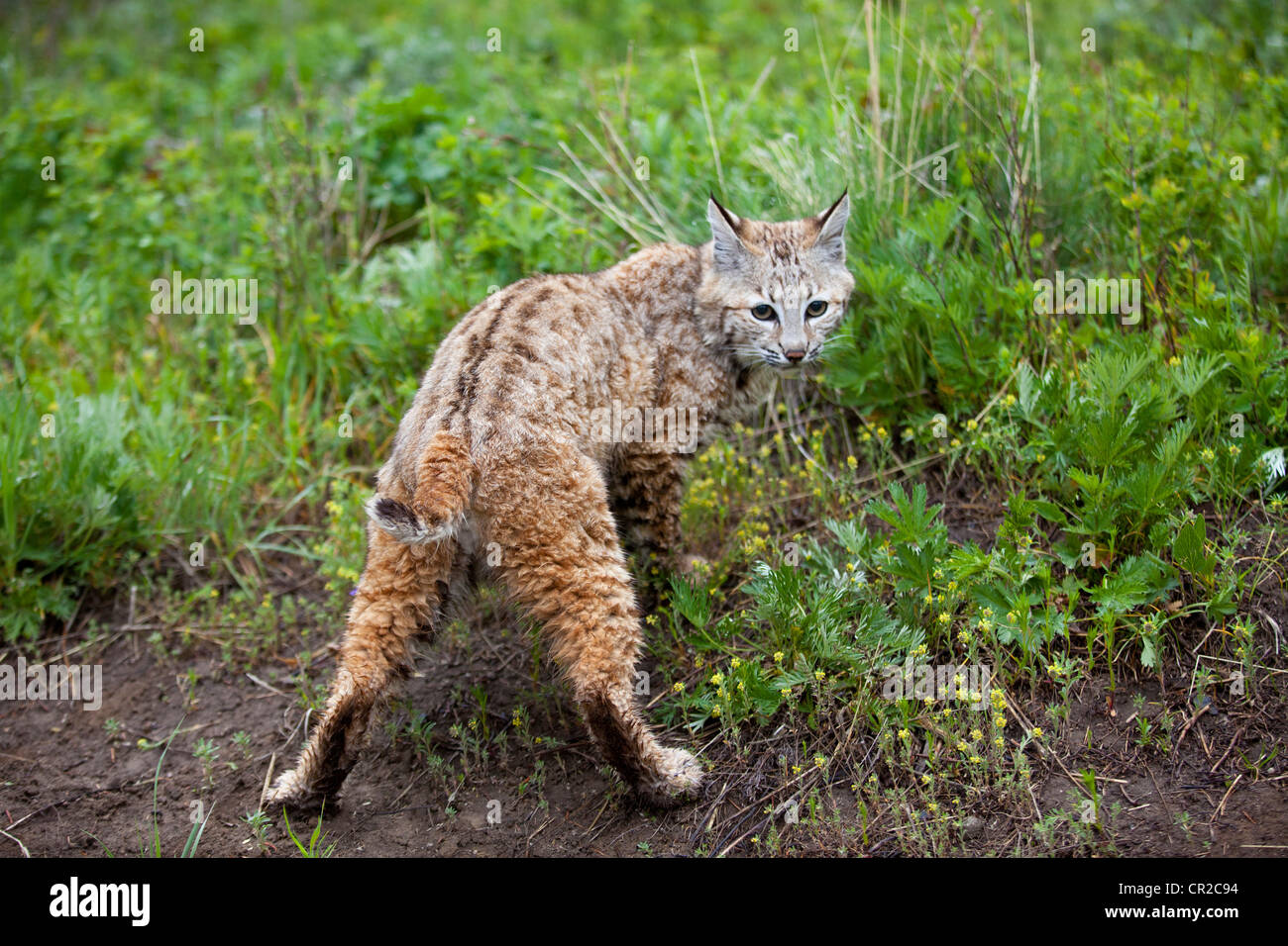Gillian merritt hi-res stock photography and images - Alamy