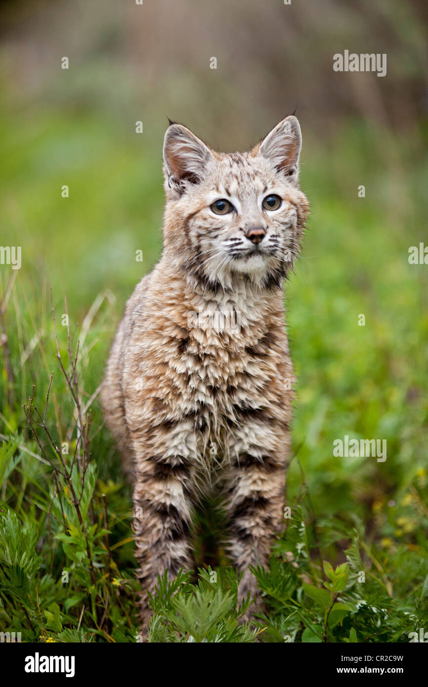 Gillian merritt hi-res stock photography and images - Alamy
