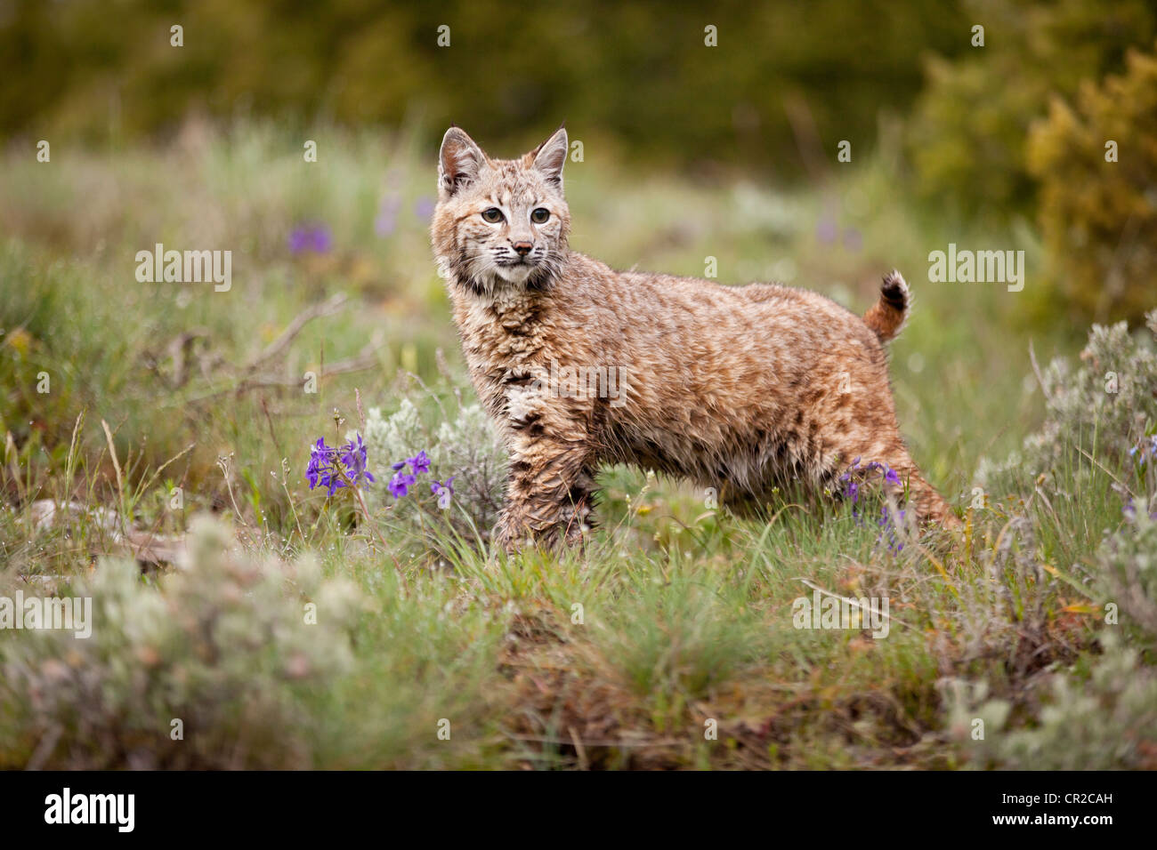 Gillian merritt hi-res stock photography and images - Alamy