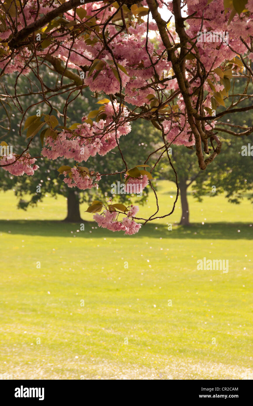 Blossom falling from trees, The Stray, Harrogate Stock Photo - Alamy