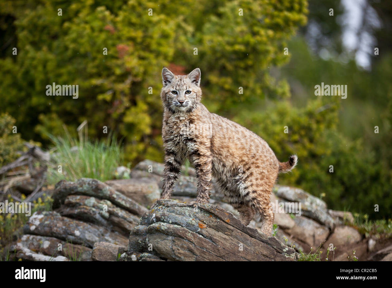 Gillian merritt hi-res stock photography and images - Alamy