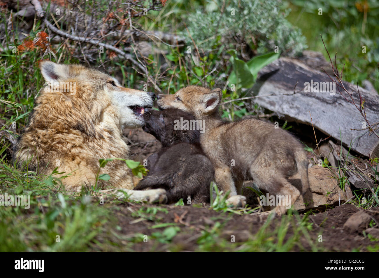 Timber Wolf Pups High Resolution Stock Photography and Images - Alamy