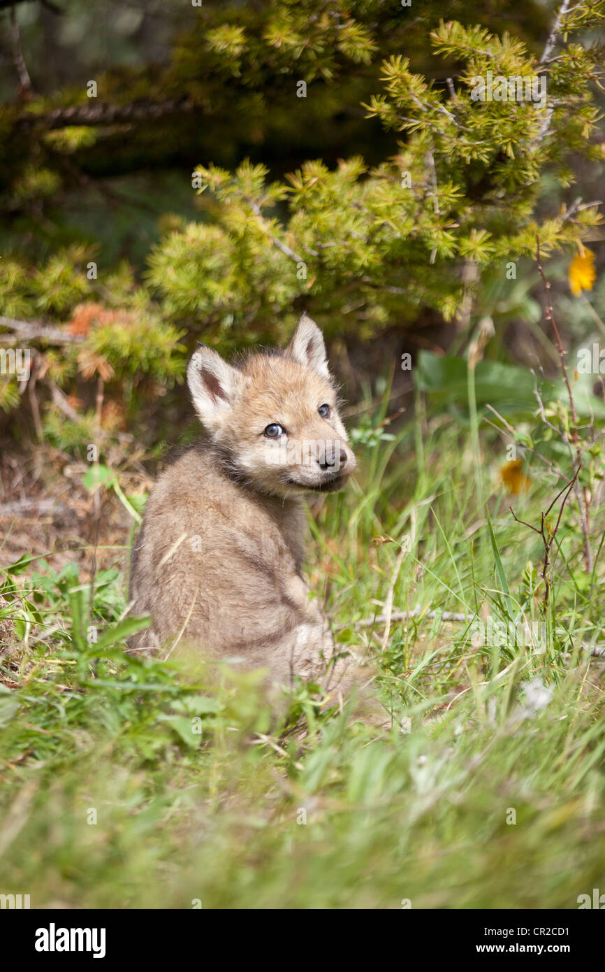 Wolf cub hi-res stock photography and images - Alamy