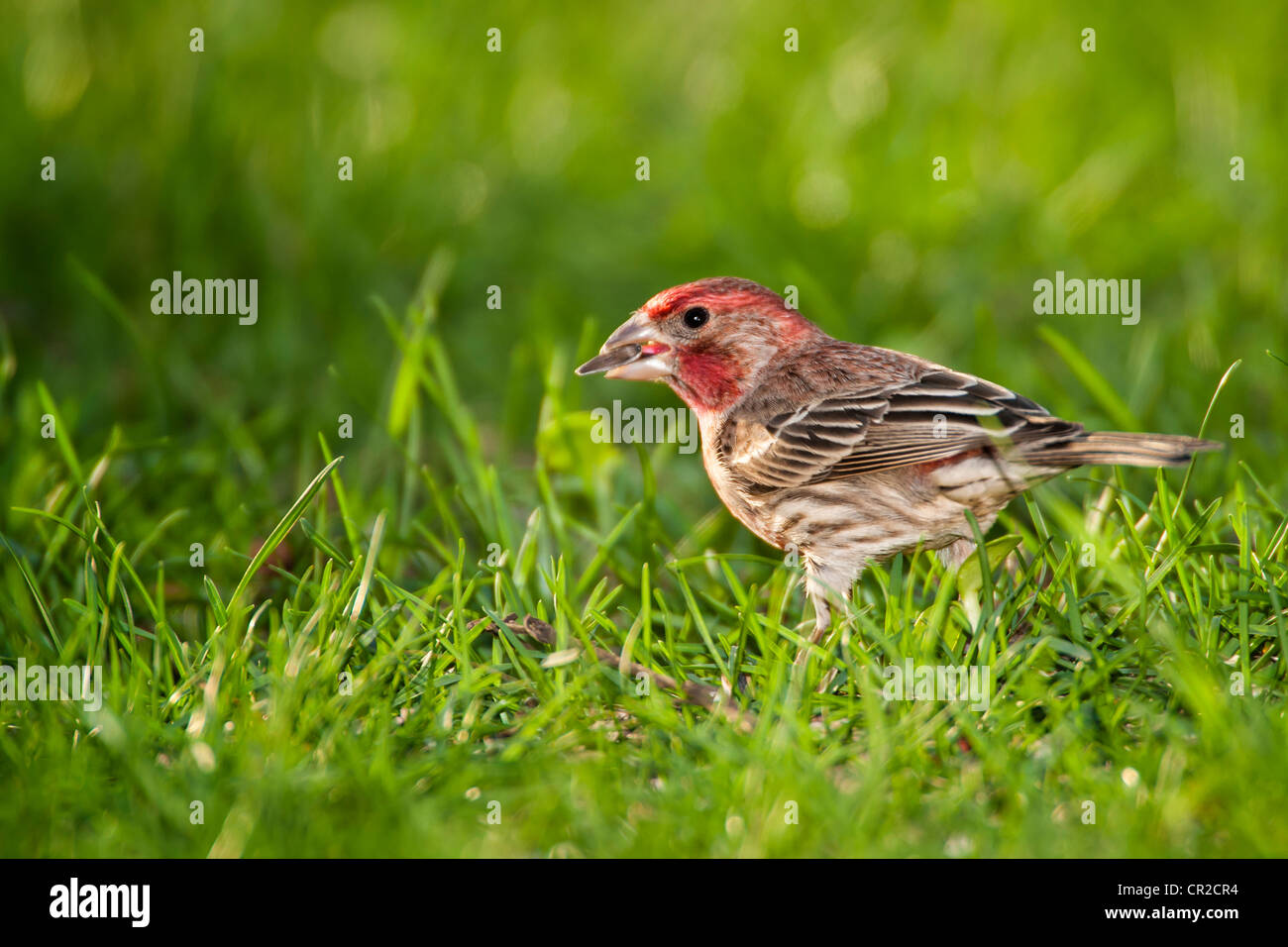 Male green finch hi-res stock photography and images - Alamy