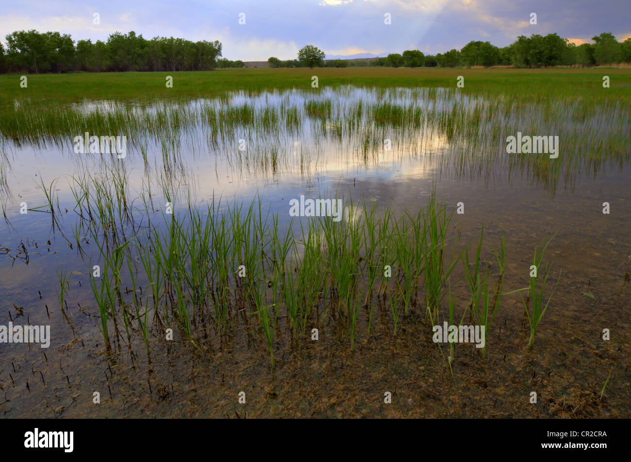 Man-made marsh, Bosque del Apache National Wildlife Refuge, Socorro ...
