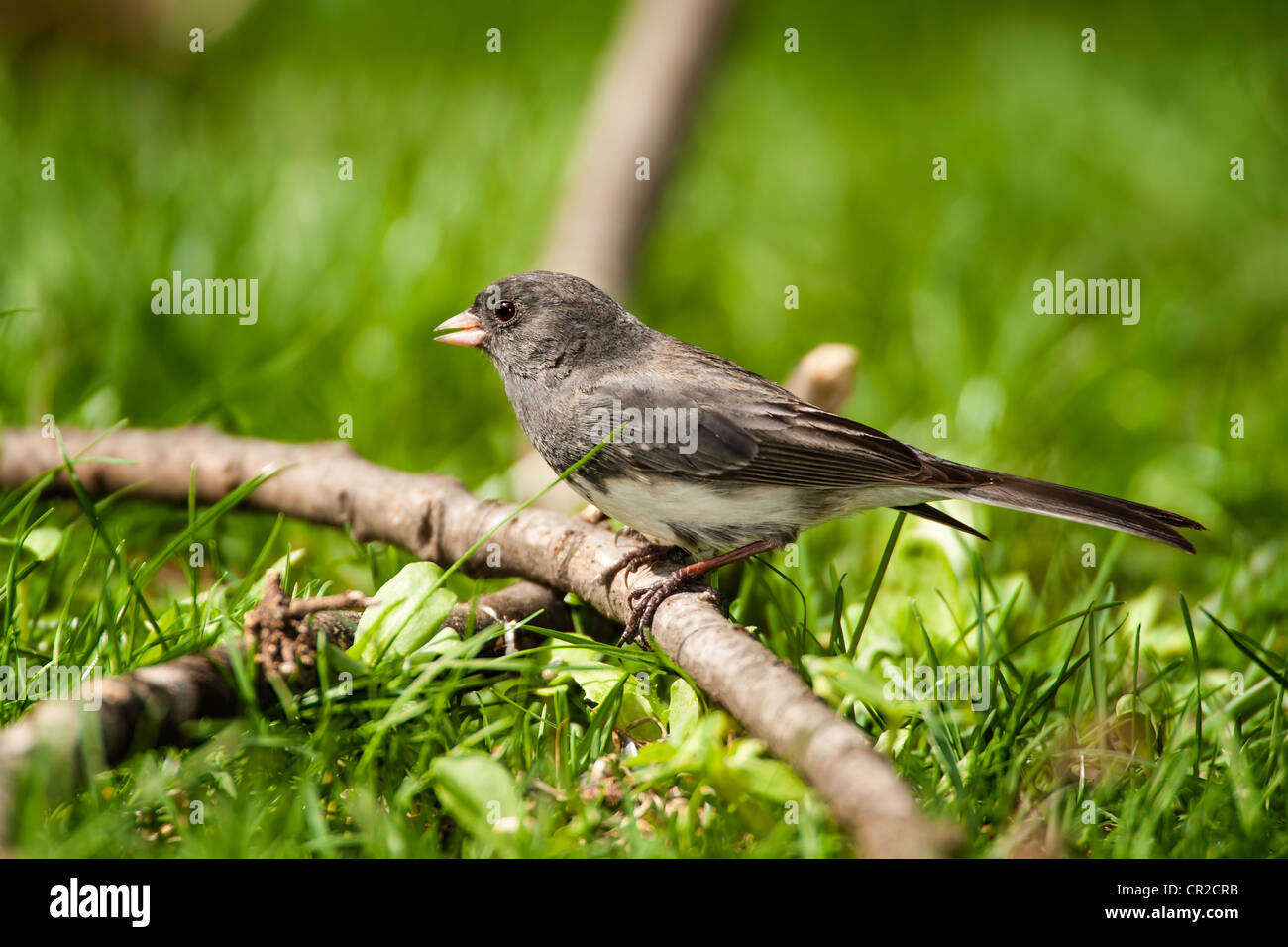 Slate junco hi-res stock photography and images - Alamy