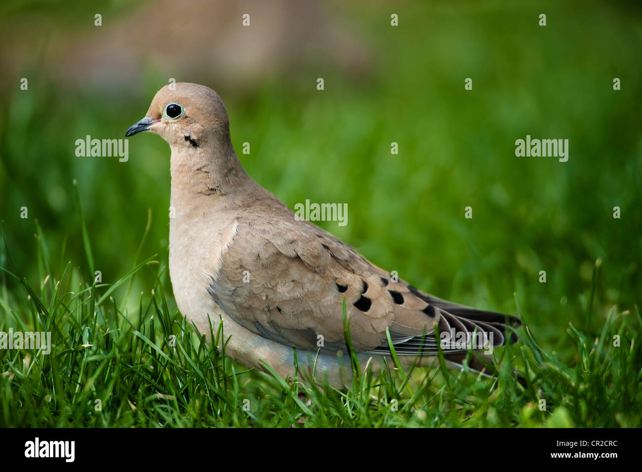 Dove in grass hi-res stock photography and images - Alamy