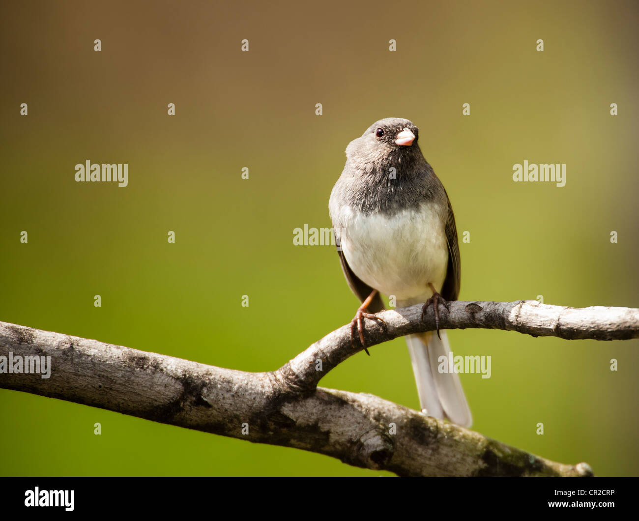 Dark-eyed Junco slate colored Stock Photo - Alamy