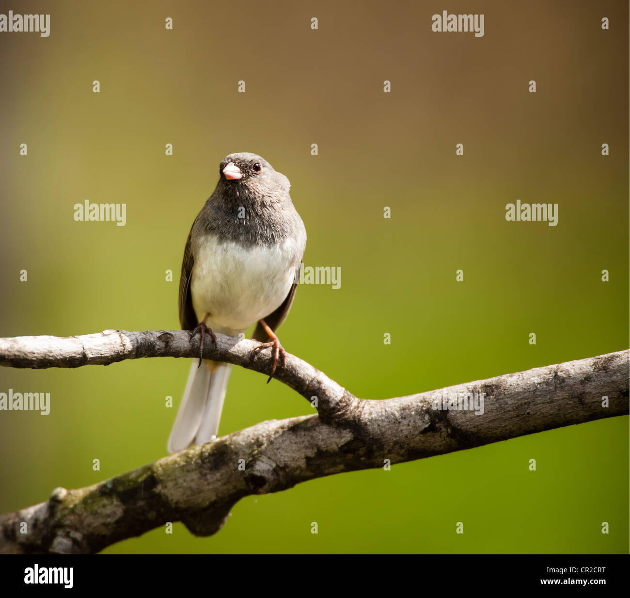 Dark-eyed Junco slate colored Stock Photo - Alamy