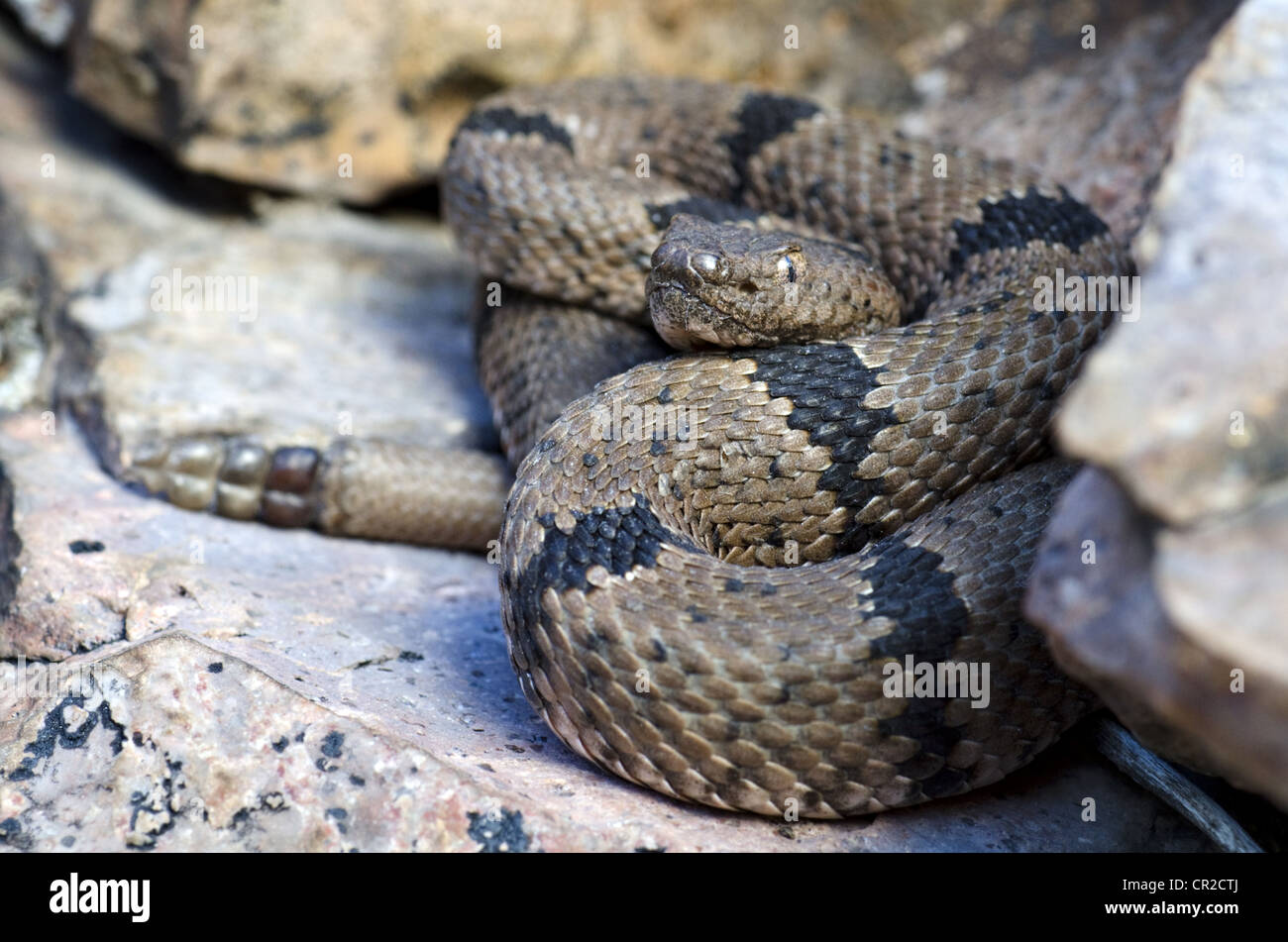Banded Rock Rattlesnake, (Crotalus lepidus klauberi), Magdalena ...