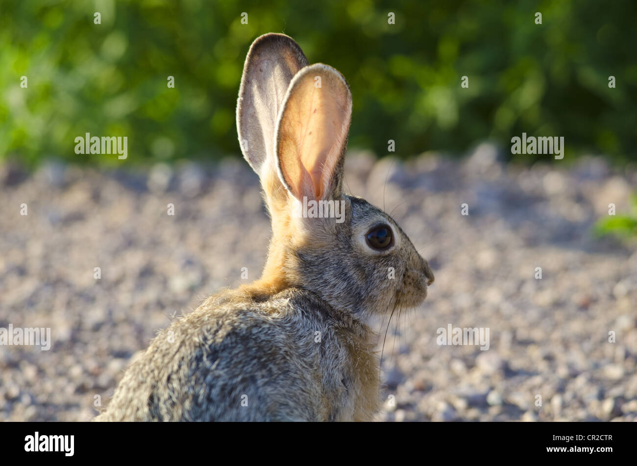 Desert Cottontail, (Sylvilagus audubonii), Bosque del Apache National ...