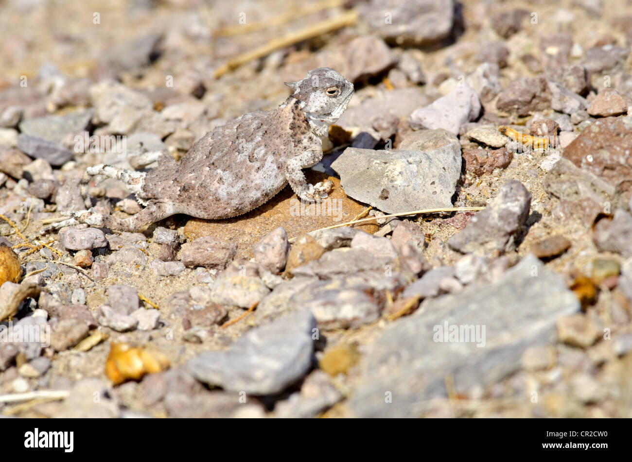 Round-tailed Horned lizard, (Phrynosoma modestum), shedding its skin ...