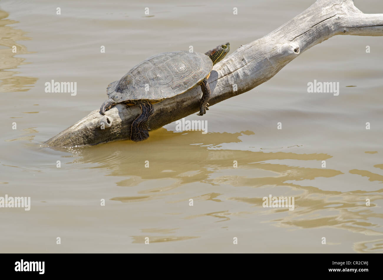 Big Bend Slider, (Trachemys gaigeae gaigeae), Bosque del Apache ...