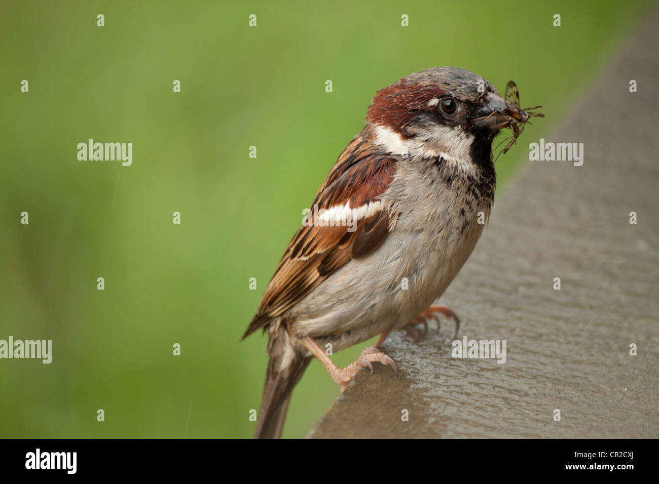 Field sparrow hi-res stock photography and images - Alamy