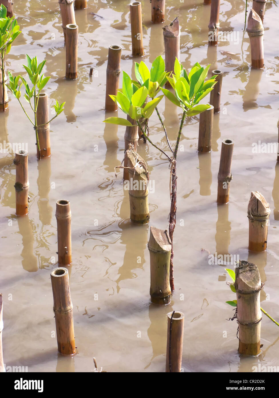 Mangrove reforestation hi-res stock photography and images - Alamy