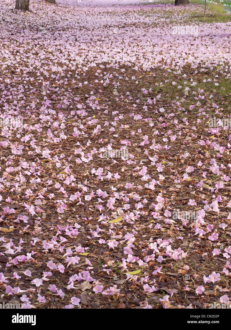 Flower of pink trumpet tree falling on ground Stock Photo - Alamy