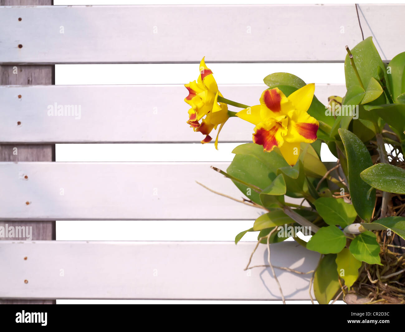Small cattleya orchid Stock Photo - Alamy