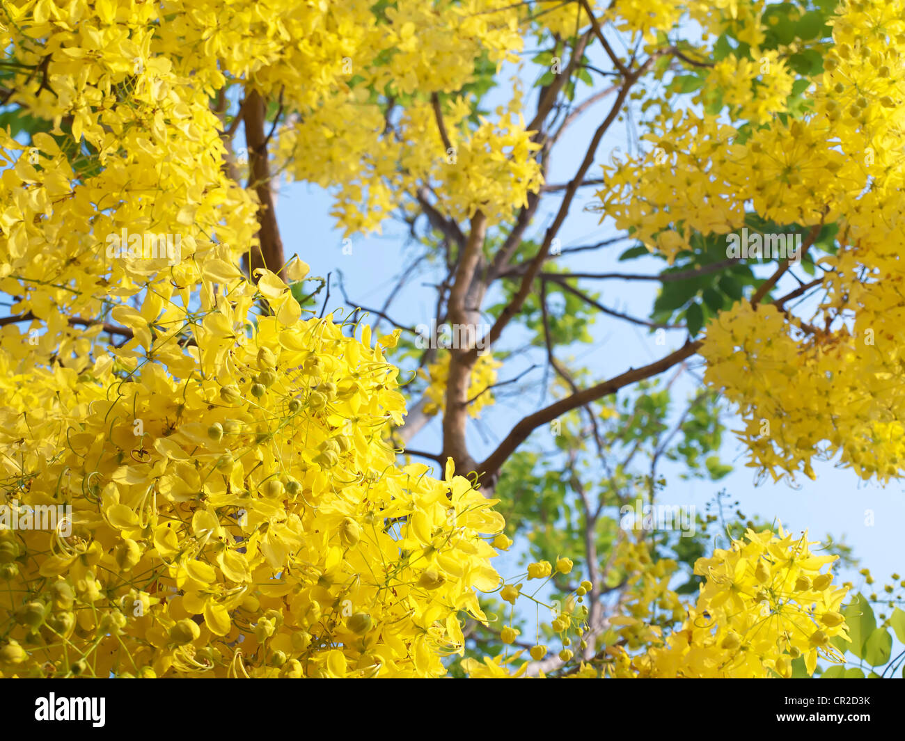 Golden shower tree yellow bouquet hi-res stock photography and images - Alamy