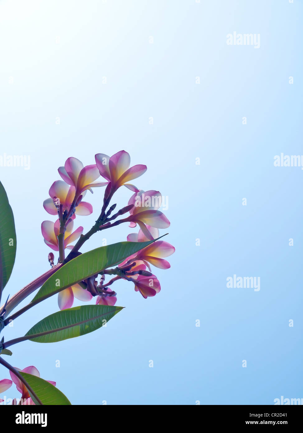 Beautiful frangipani (Plumeria) with blue sky Stock Photo - Alamy
