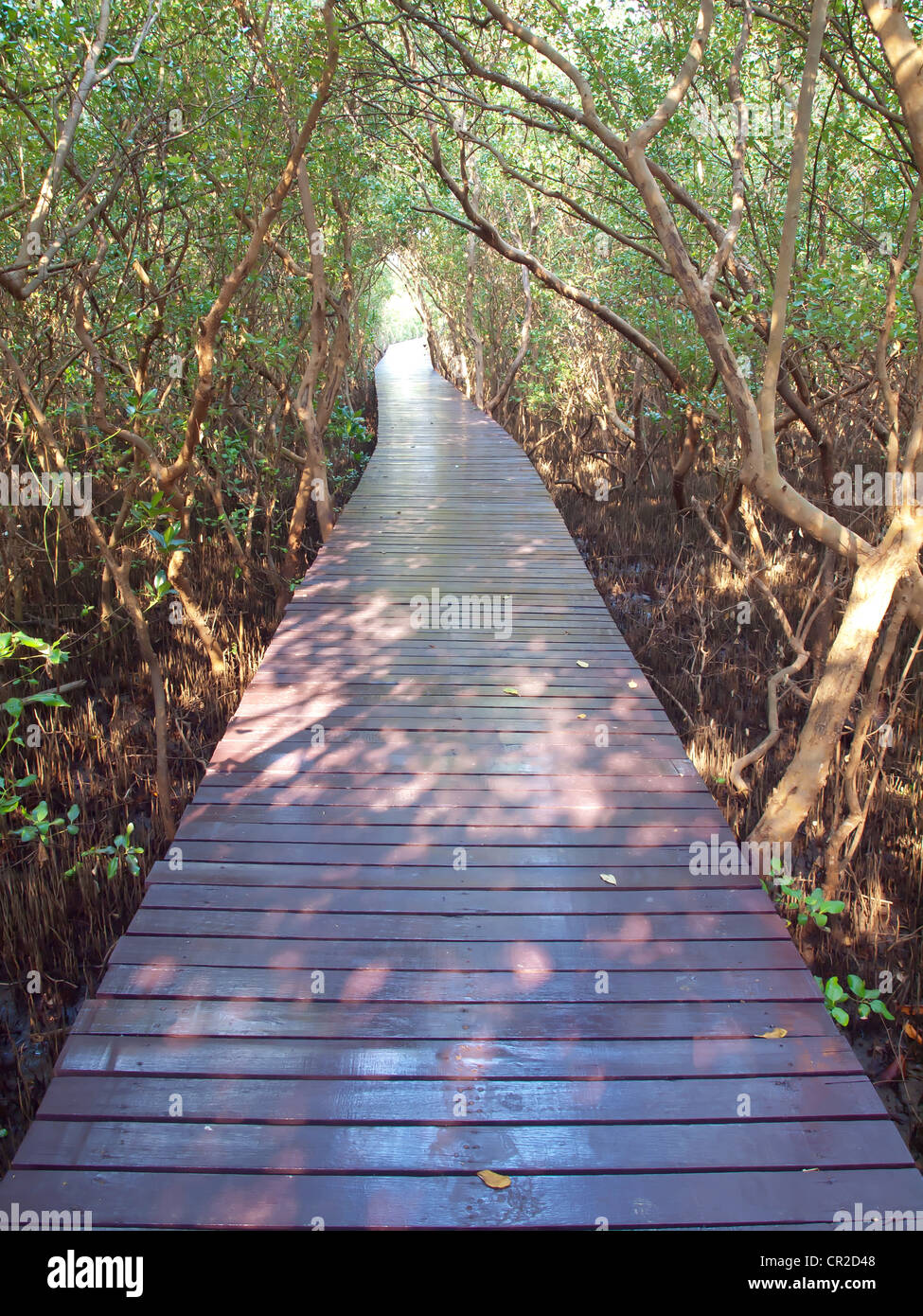 Boardwalk underpass of trees Stock Photo - Alamy