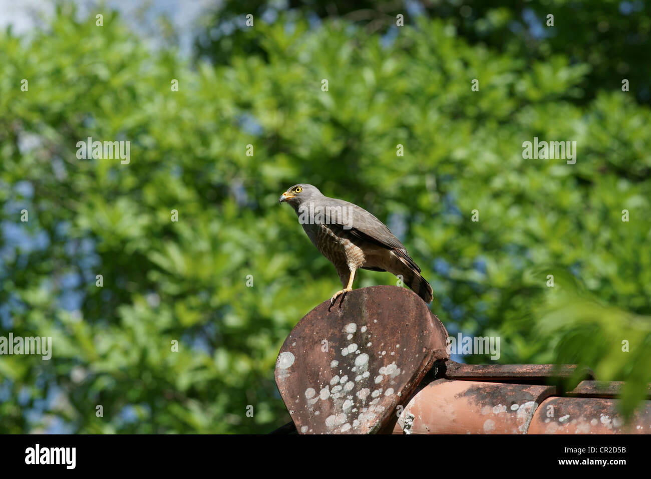 Roadside Hawk (Buteo Magnirostris) hunting from a perch. A large ...
