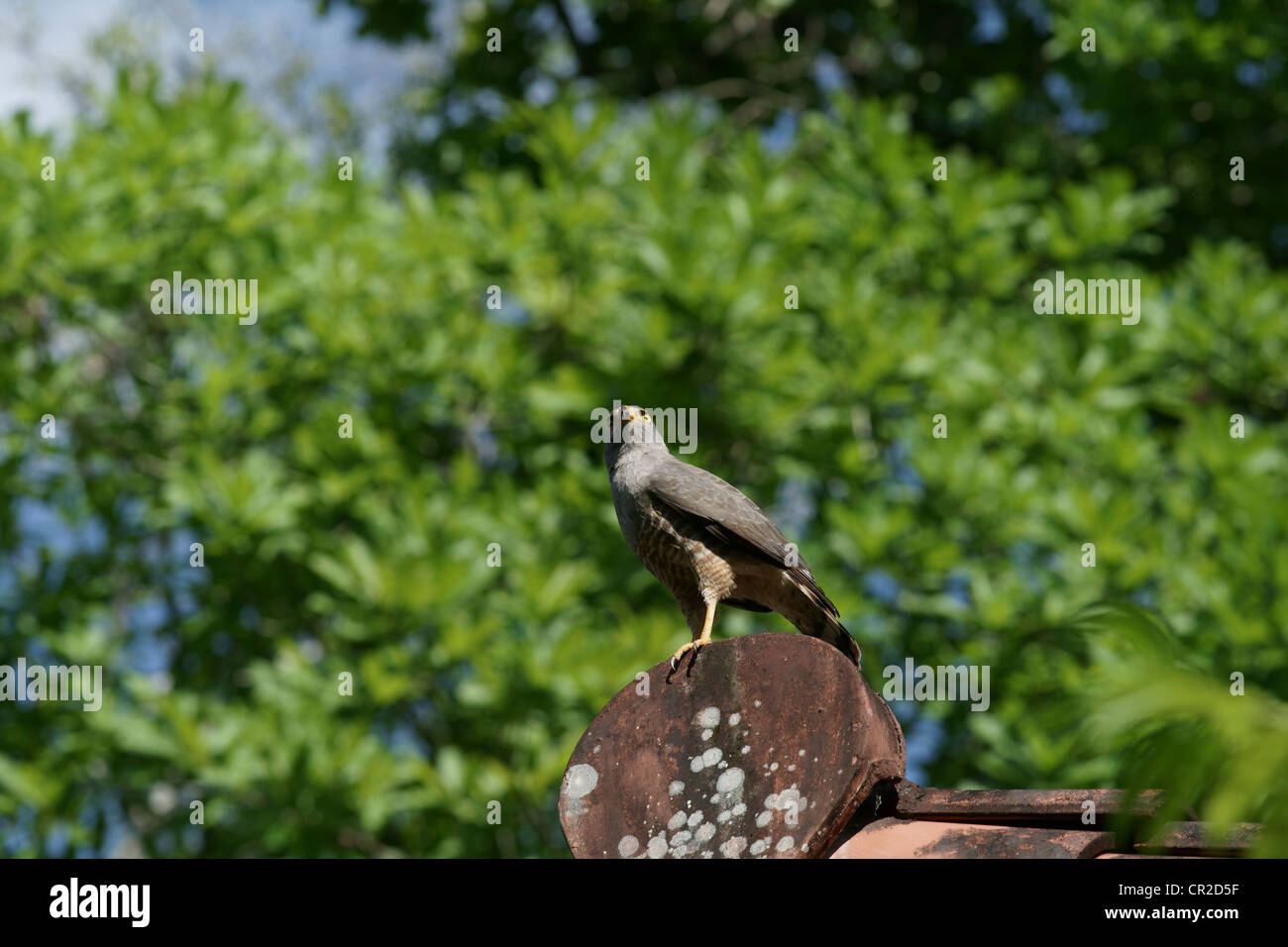 Roadside Hawk (Buteo Magnirostris) hunting from a perch. A large ...