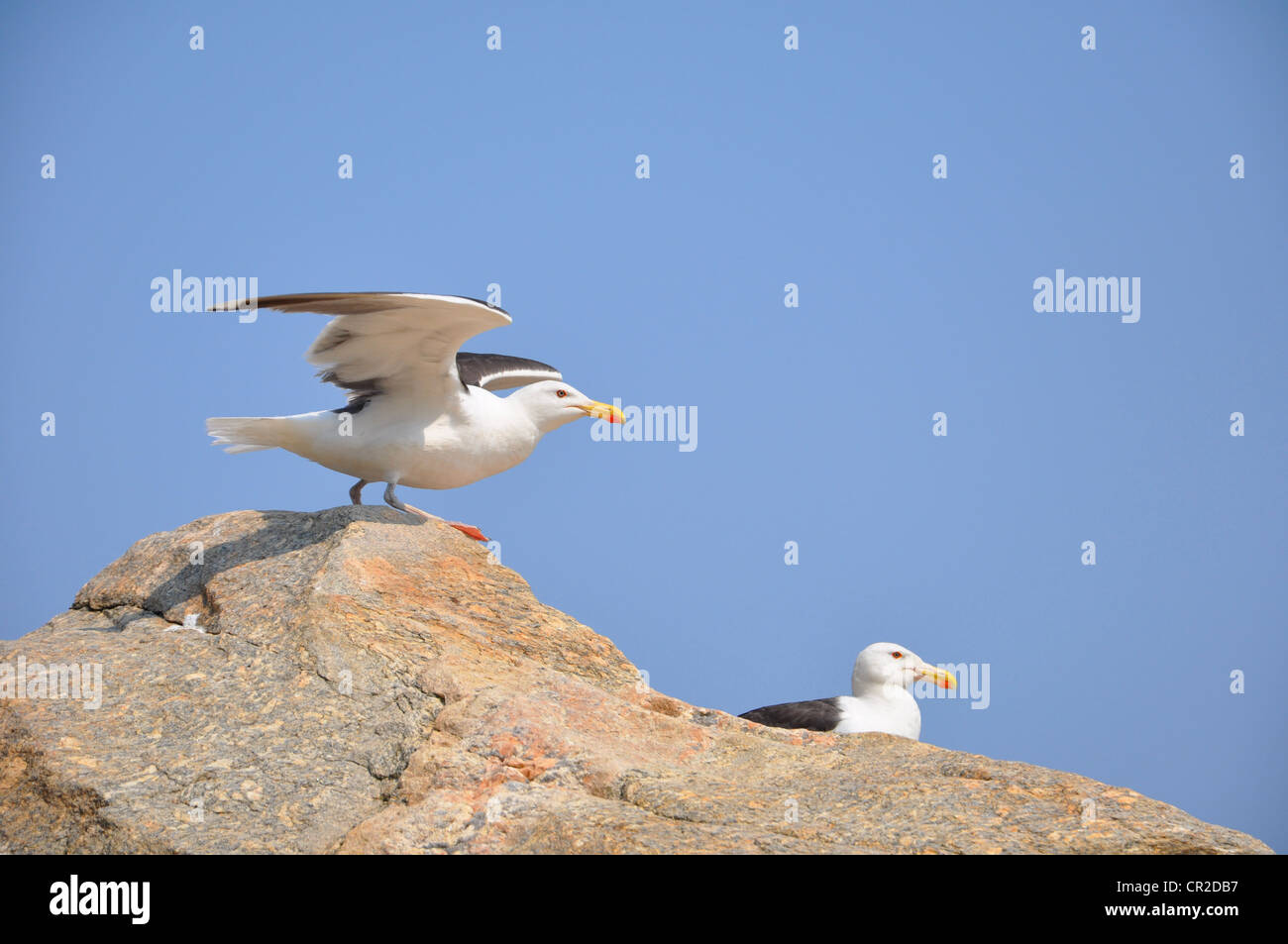 Block Island Seagull Stock Photo - Alamy