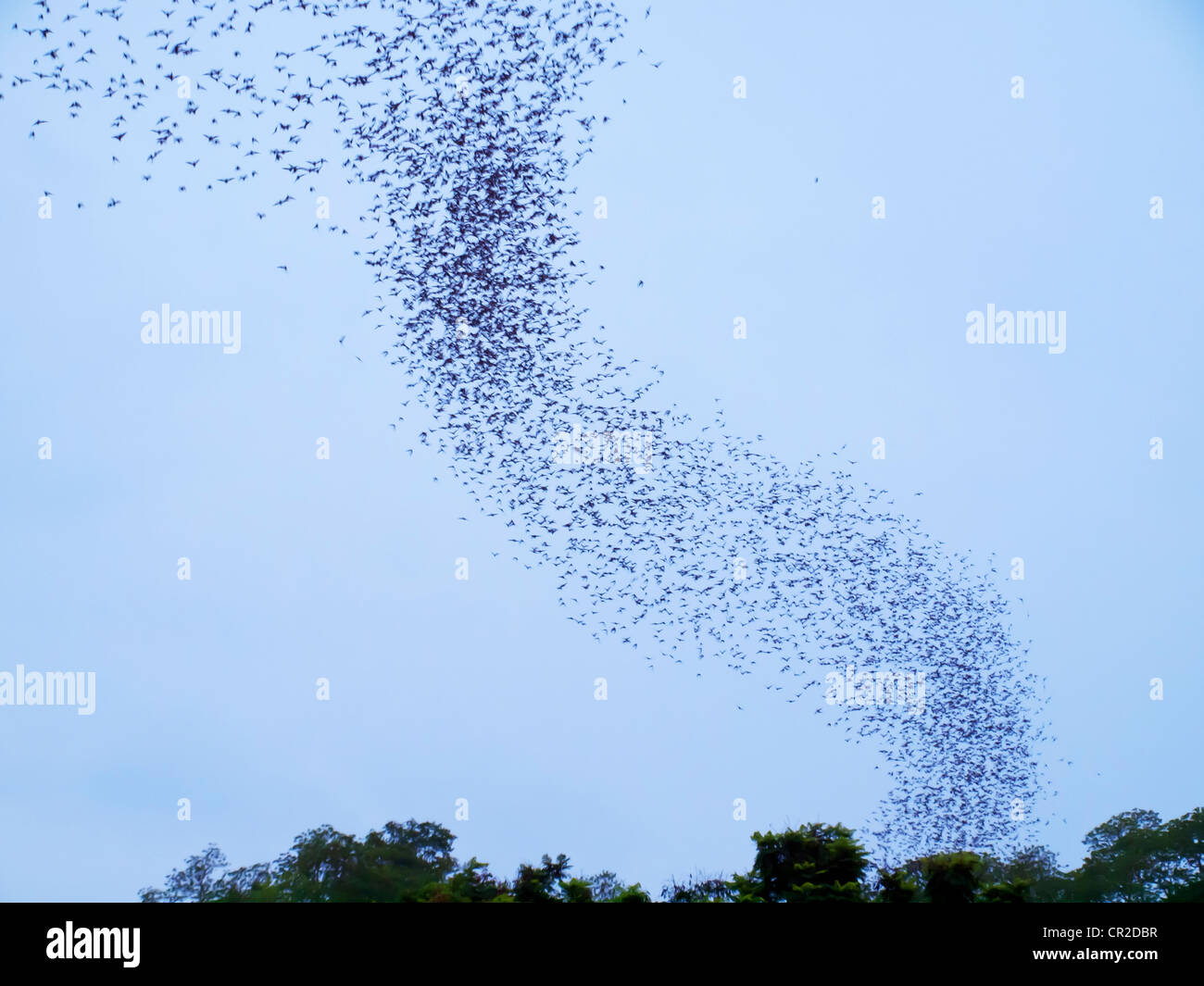 Bats flying from the cave Stock Photo - Alamy