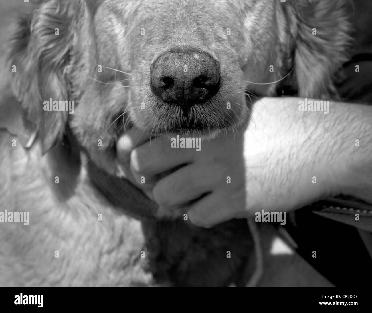 Together touching Black and White Stock Photos & Images - Alamy