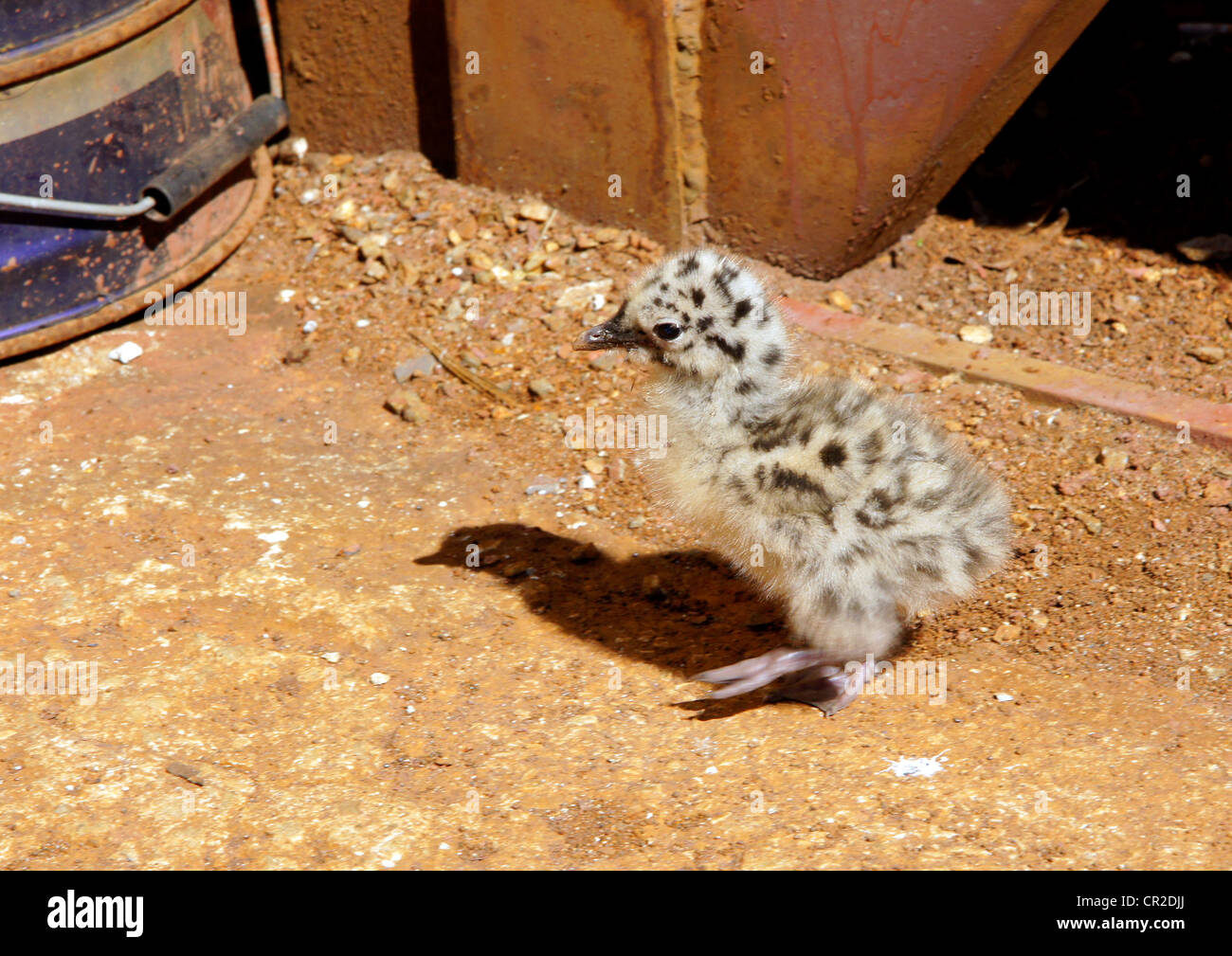 The nestling of the seagull has spotty painting Stock Photo - Alamy