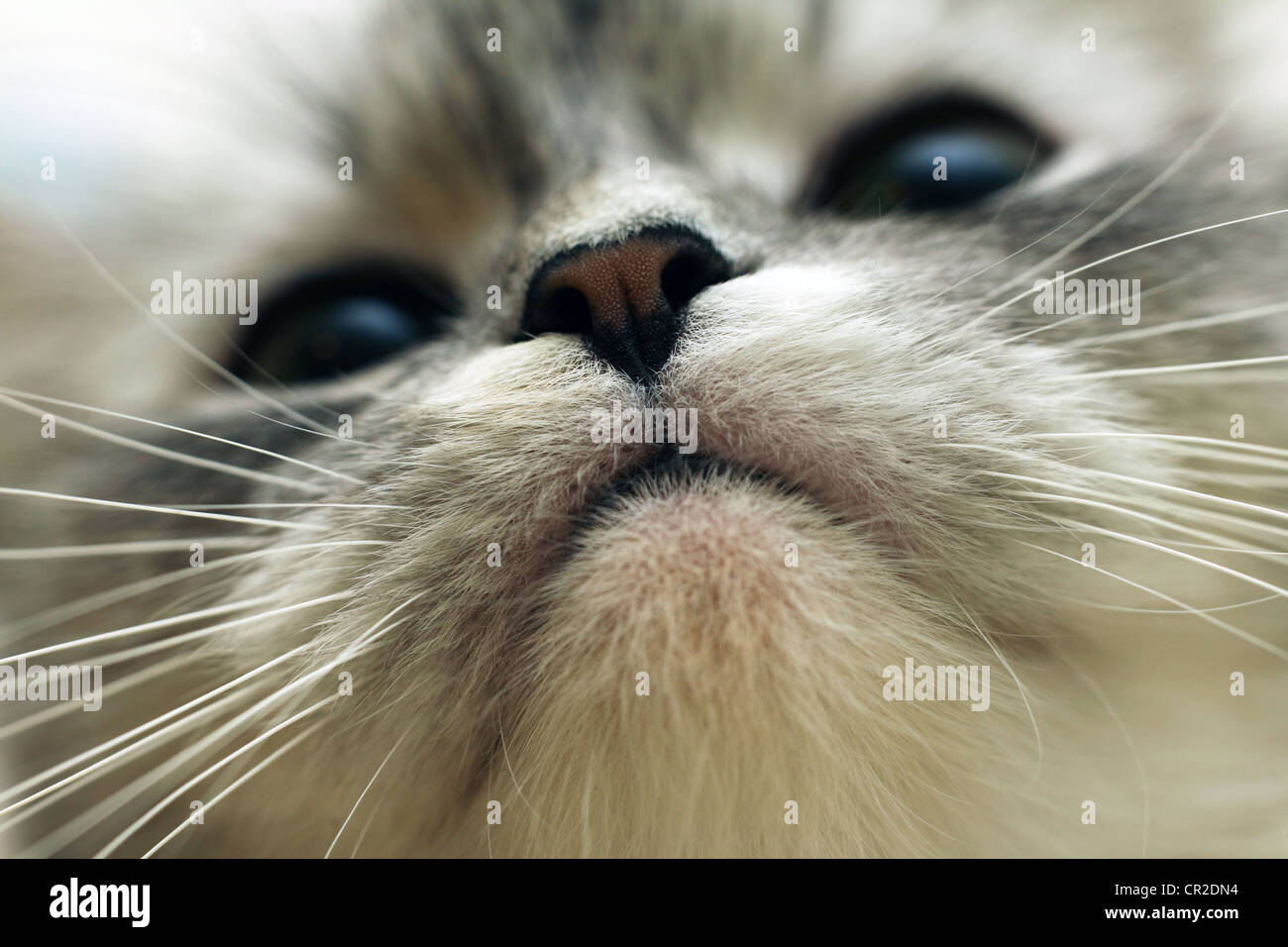 Nose of a cat hi-res stock photography and images - Alamy