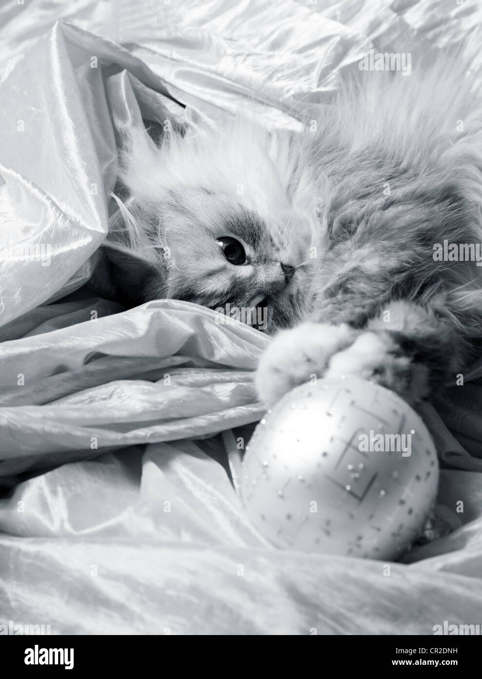 The grey cat plays with a christmas sphere Stock Photo - Alamy