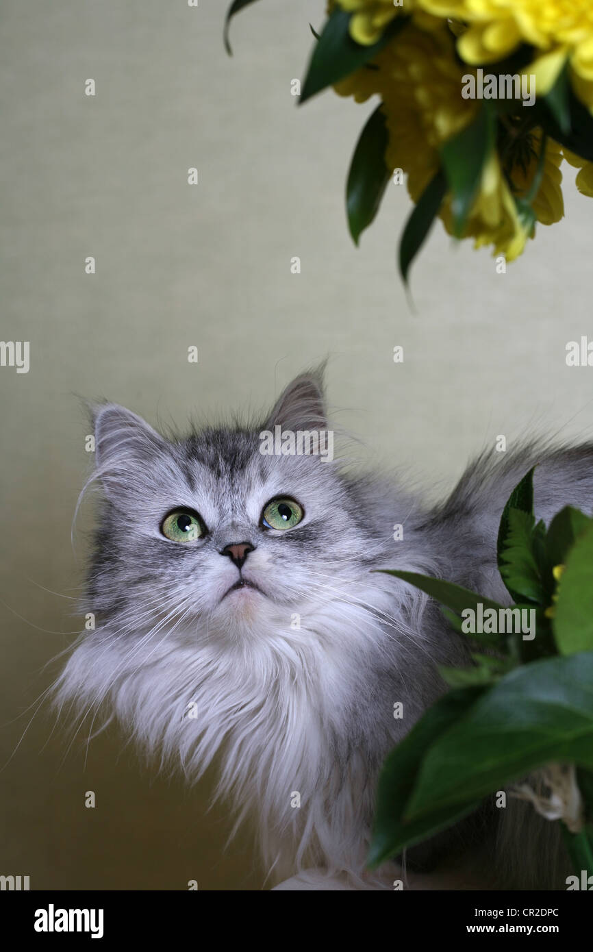 Portrait of the cat - girl with flowers Stock Photo - Alamy