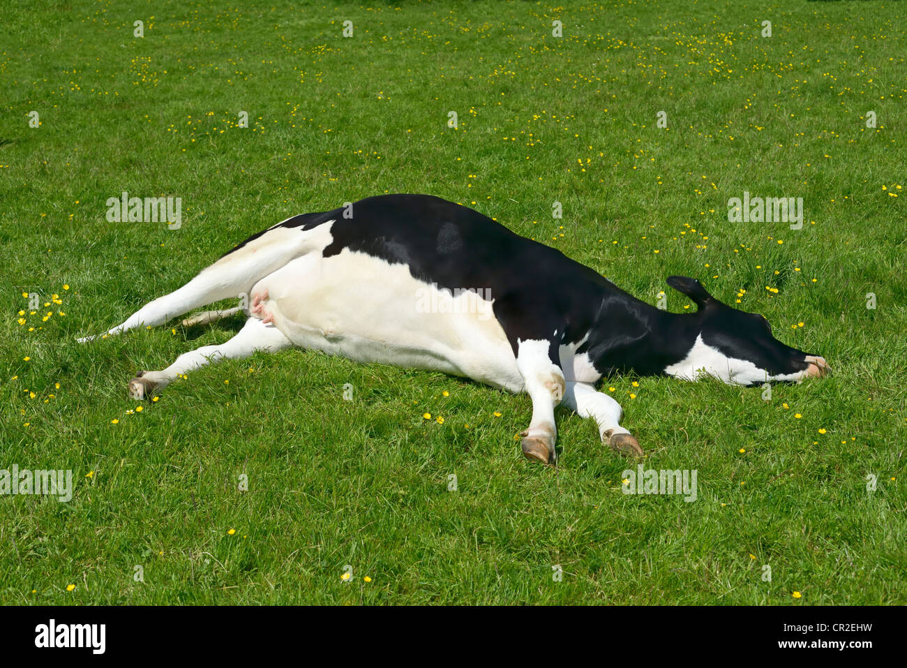 Sleeping cow on grass with buttercups. Leighton Hall, Yealand Conyers ...