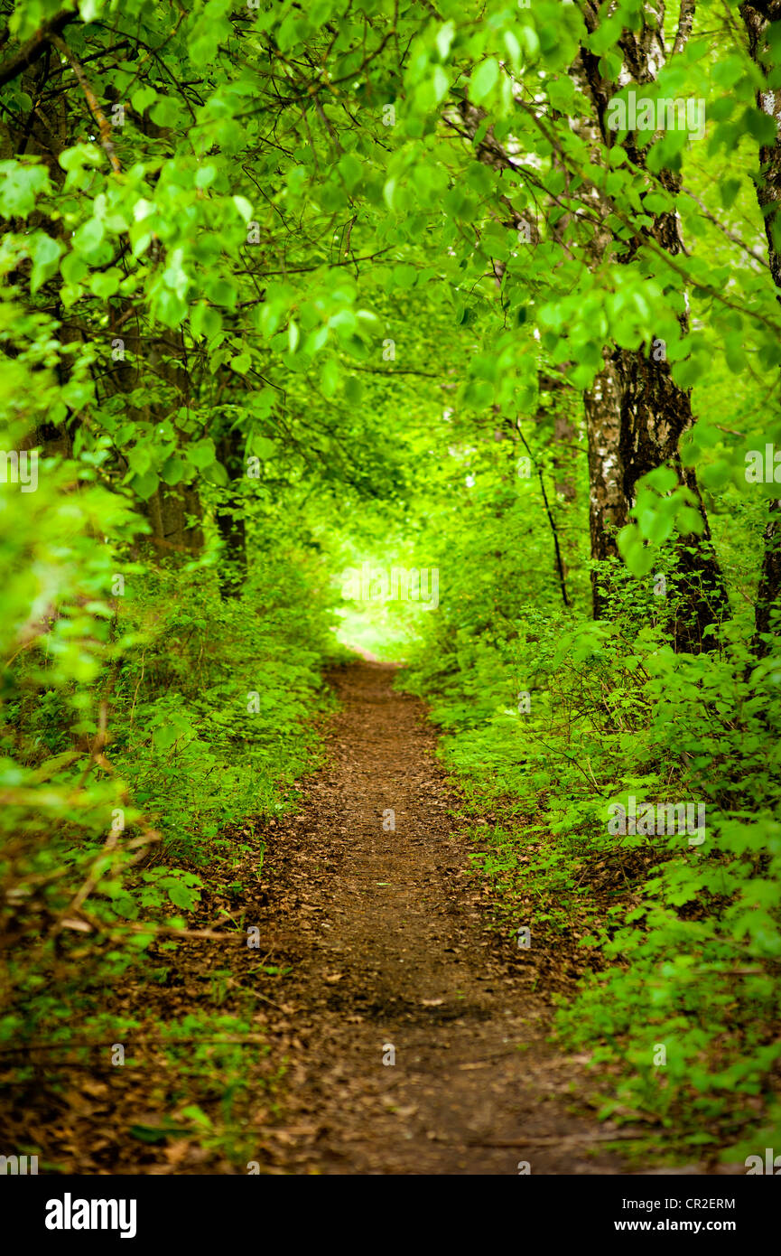 path in the green summer forest Stock Photo - Alamy