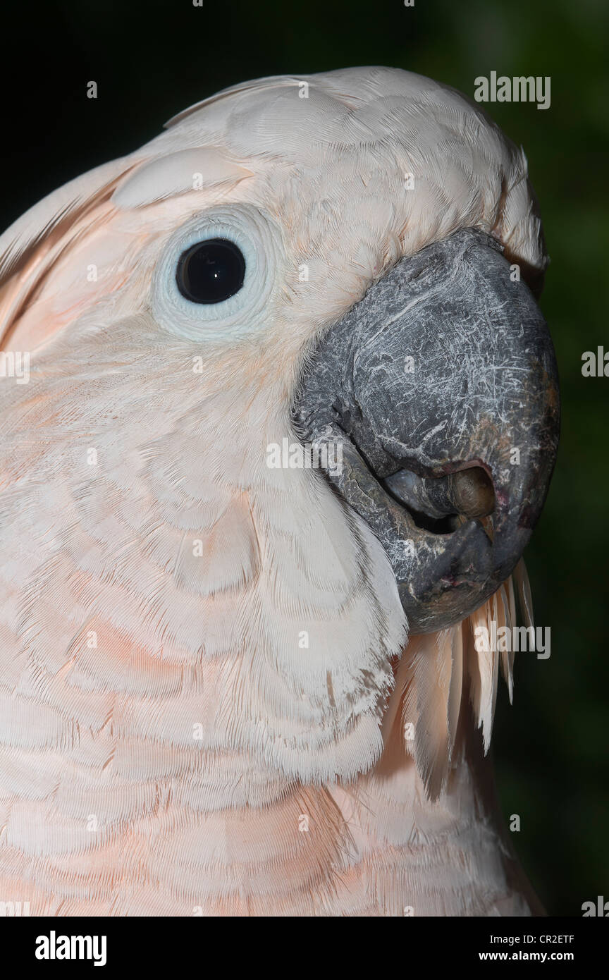 Cockatoo portrait, Kakatoe leadbeateri Stock Photo - Alamy