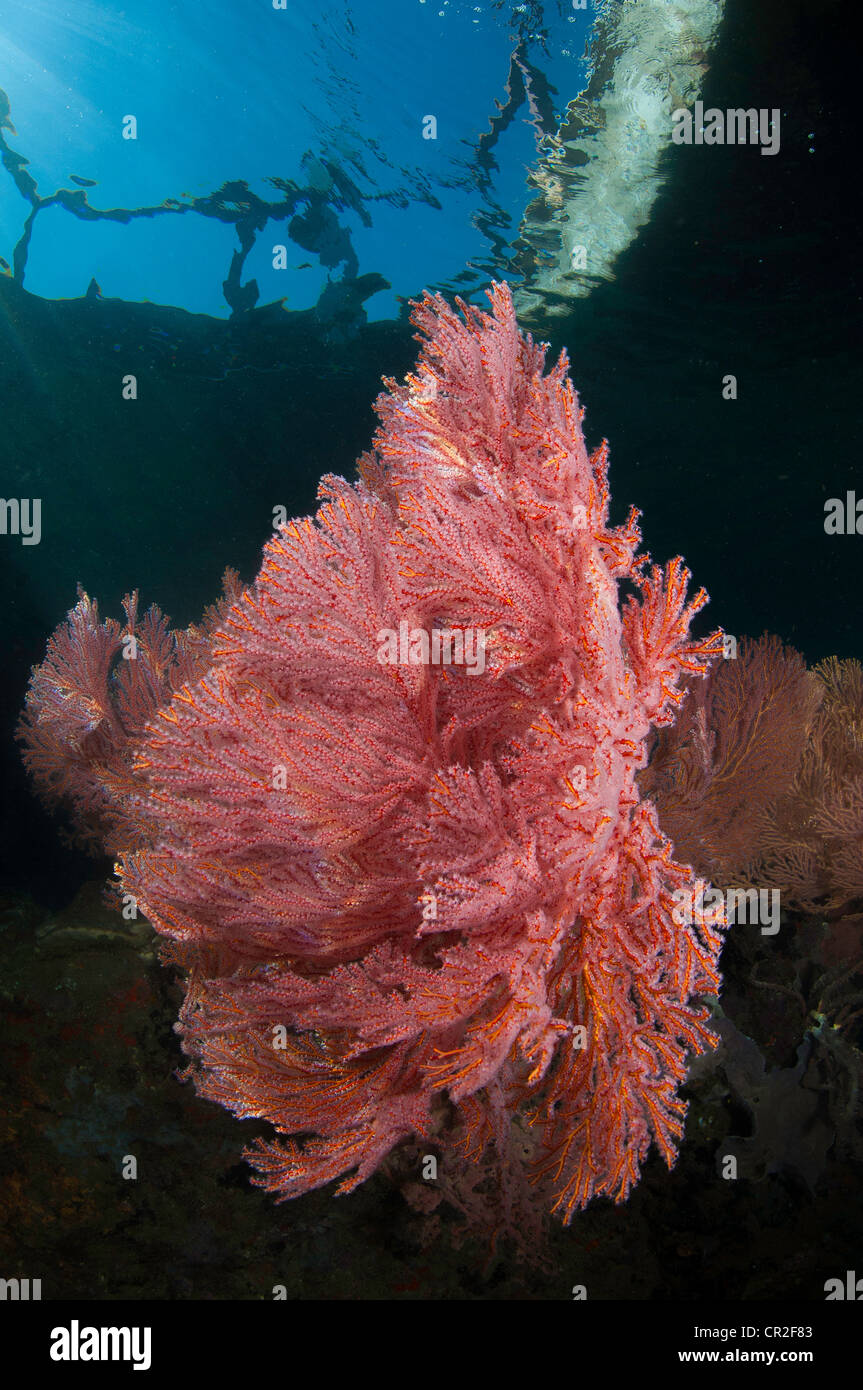 Gorgonian fan coral hi-res stock photography and images - Alamy