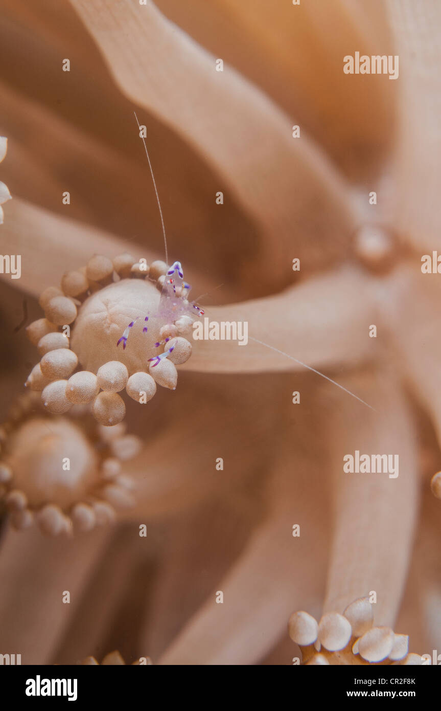 Shrimp flower hi-res stock photography and images - Alamy