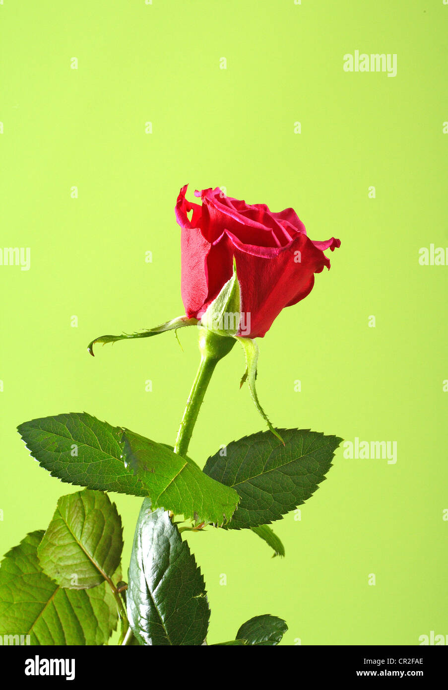 Beautiful red rose photo on the green background Stock Photo - Alamy