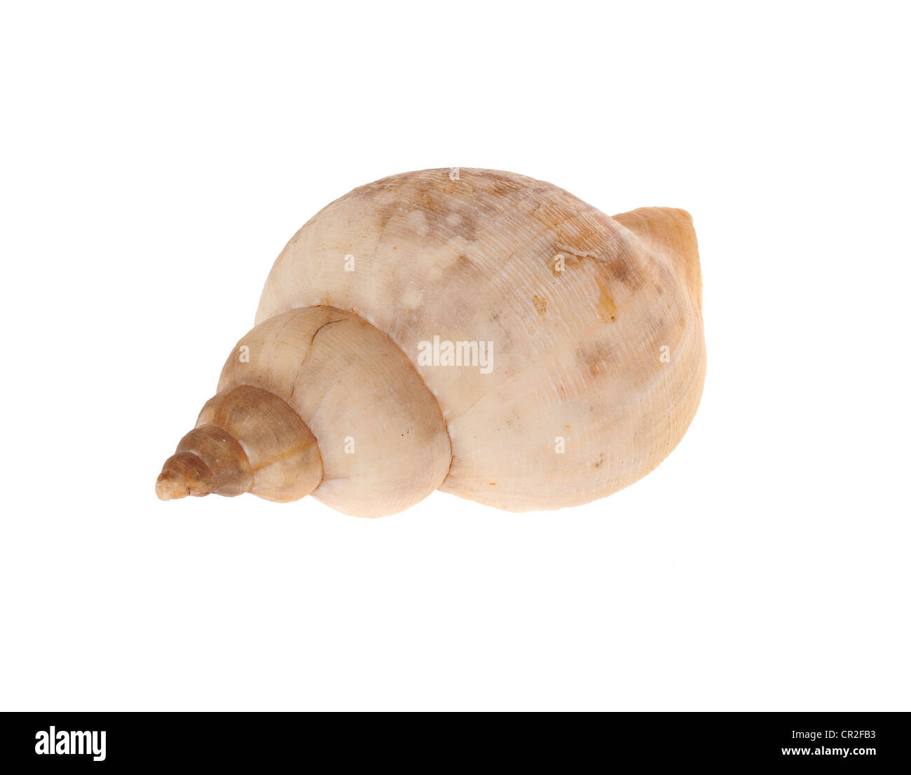one shell, photo on the white background Stock Photo - Alamy