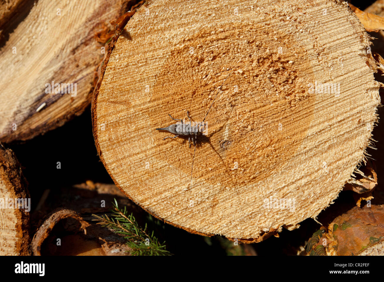 freshly cut log with a bug on it Stock Photo - Alamy