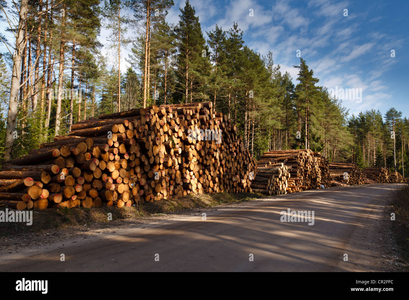 A big pile of wood in a forest road Stock Photo - Alamy